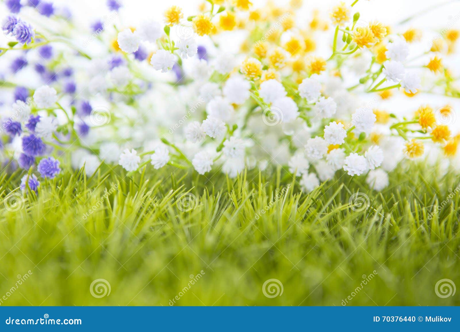 Flower in Grass,isolated on White. Stock Photo - Image of white ...