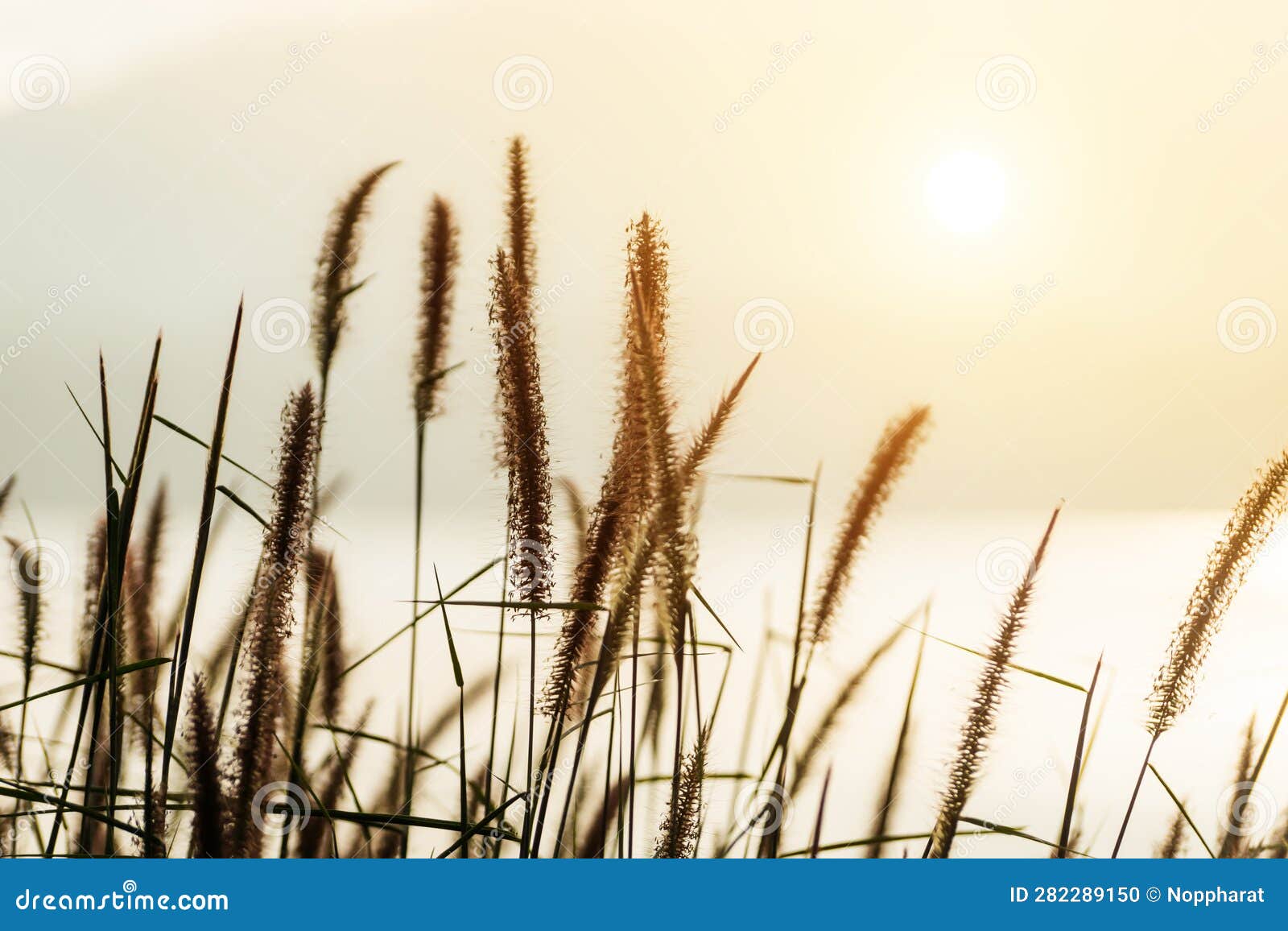 The Flower Grass in Morning with Sunrise Stock Photo - Image of flora ...