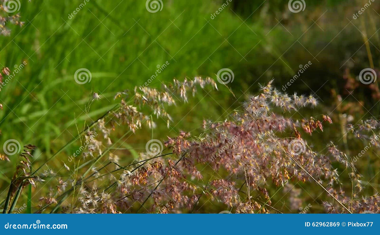 Flower Grass Movement by Wind Stock Video - Video of nice, field: 62962869