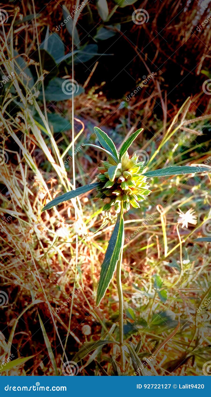 Flower stock image. Image of environment, flower, nature - 92722127