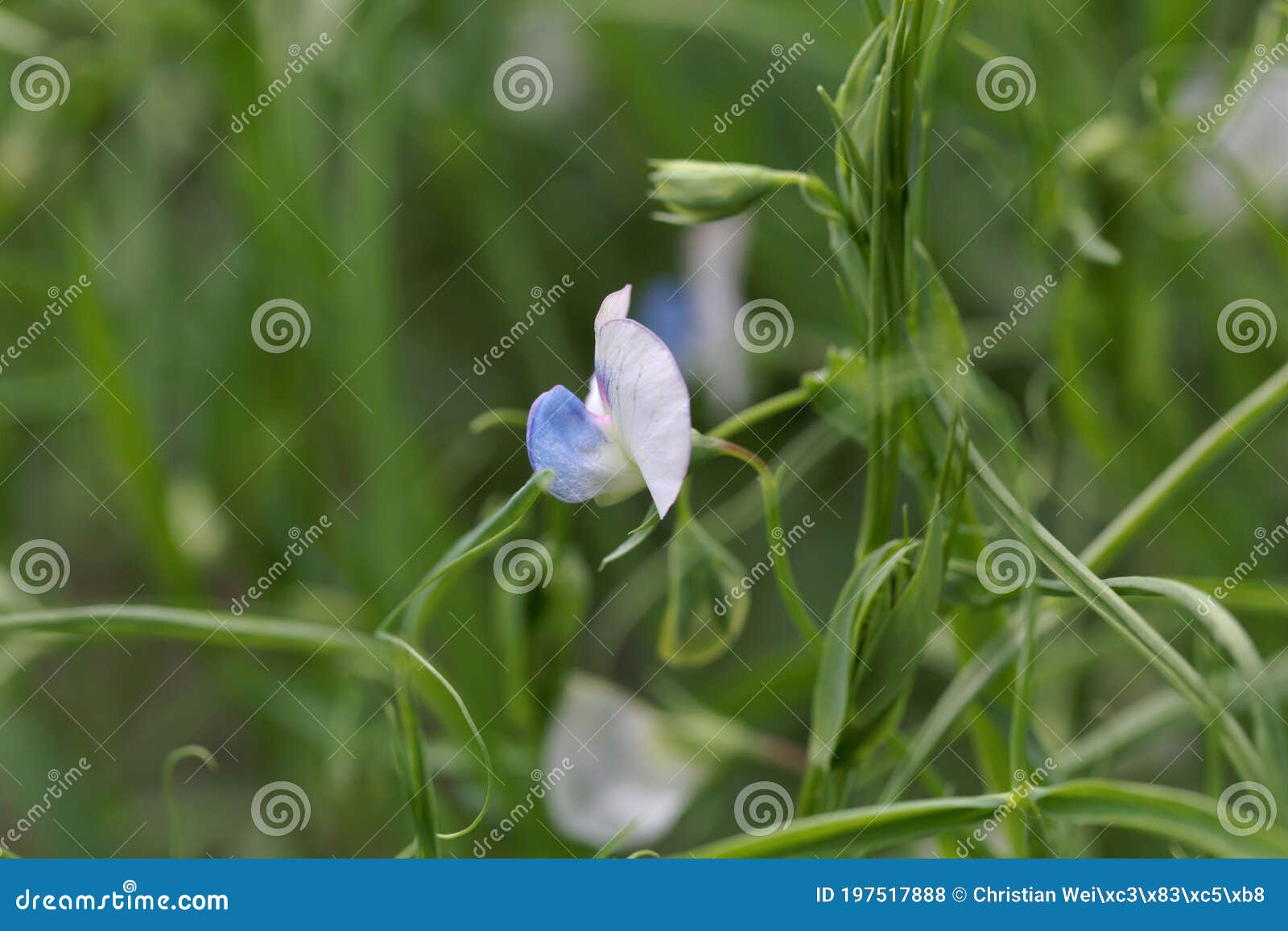Flower of a Grass Pea, Lathyrus Sativus Stock Photo - Image of faming ...
