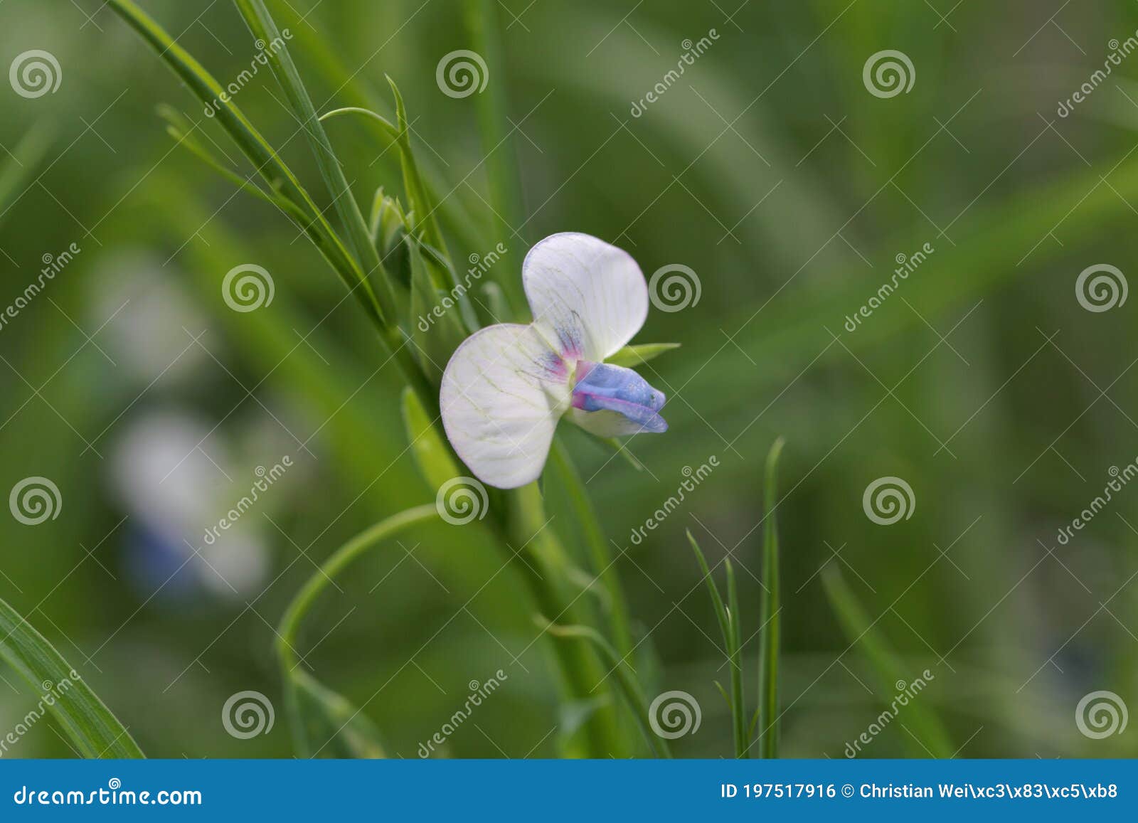Flower of a Grass Pea, Lathyrus Sativus Stock Photo - Image of botany ...