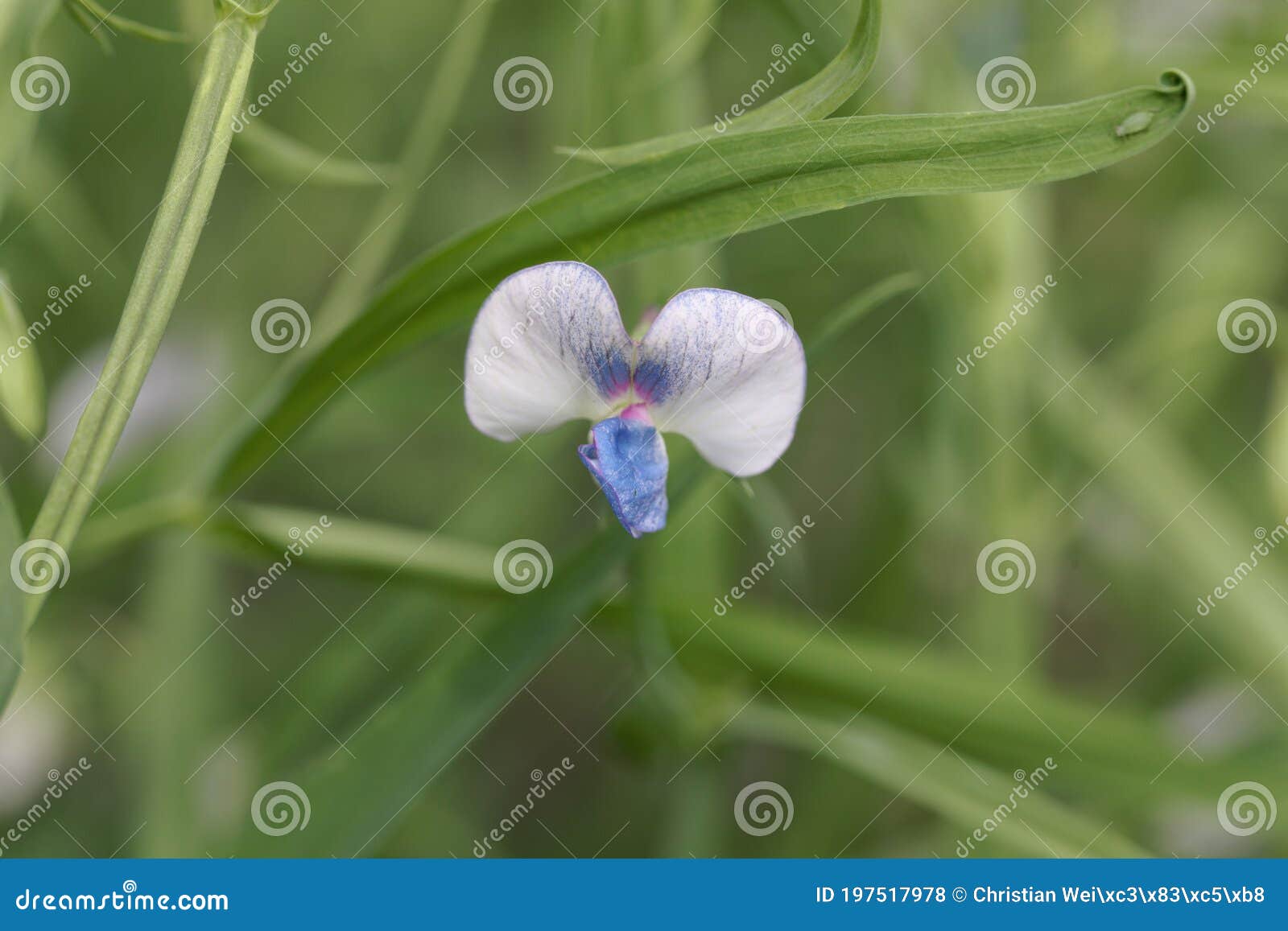 Lathyrus Sativus, Also Known As Grass Pea, Chickling Vetch, Indian Pea ...