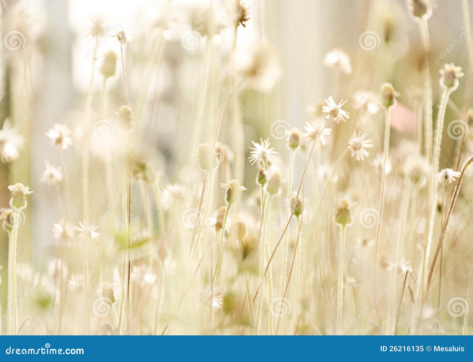 Flower grass at relax time stock image. Image of detail - 26216135