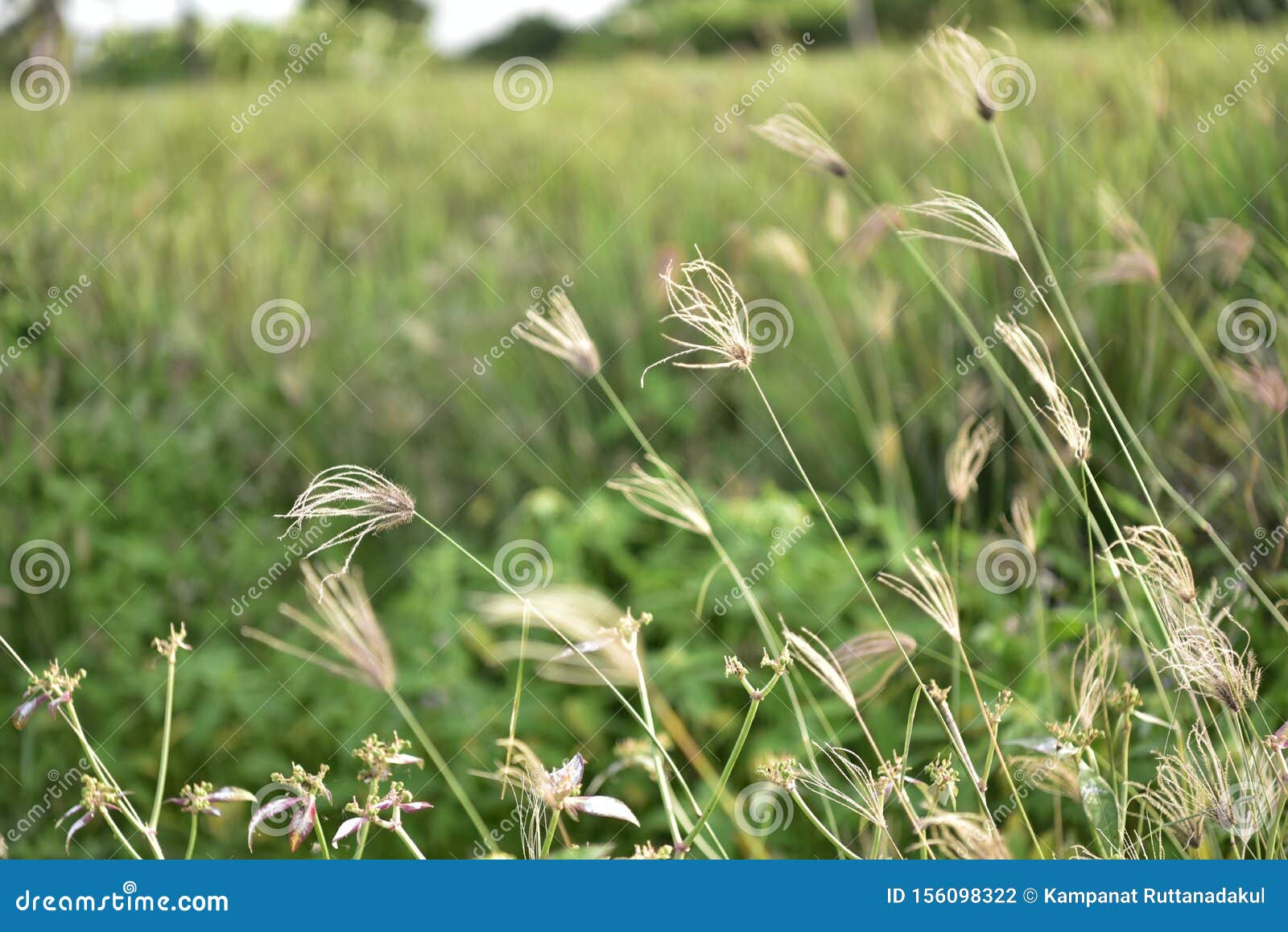 Flower Grass in the Rice Field. Stock Photo - Image of green, field ...
