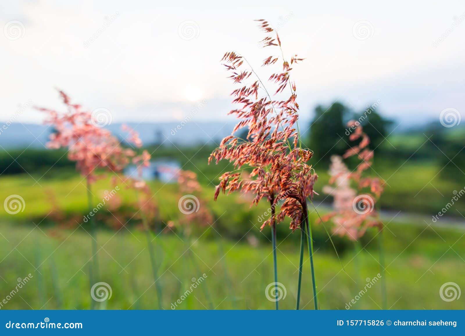Red Flower of Grass with Sunset and Mountain Back Stock Photo - Image ...