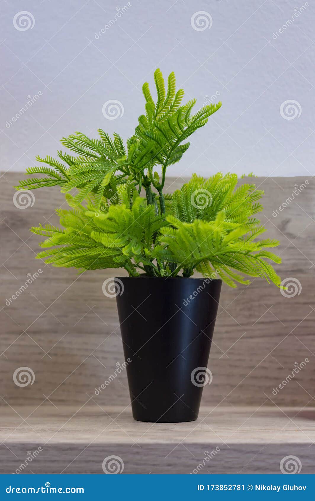 Flower Green in Black Flower Pot. Front View Stock Image - Image of ...