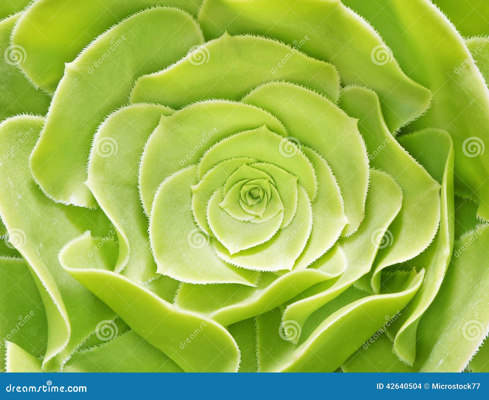 Flower green color stock photo. Image of happy, color - 42640504 Flower green color stock photo. Image of happy, color - 42640504