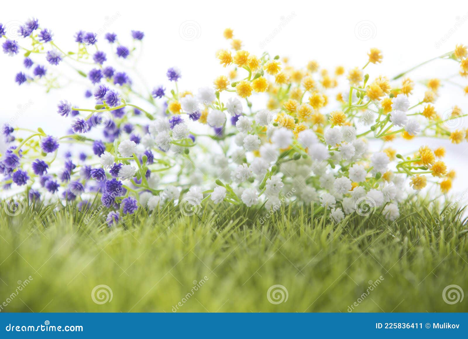 Flower in Grass,isolated on White. Stock Image - Image of petal ...