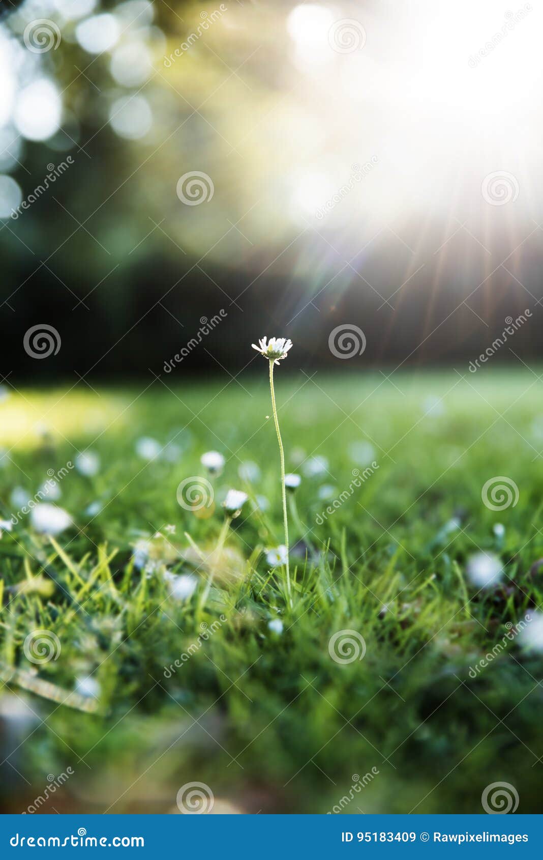 Flower Green Grass Nature Freshness Concept Stock Image - Image of ...