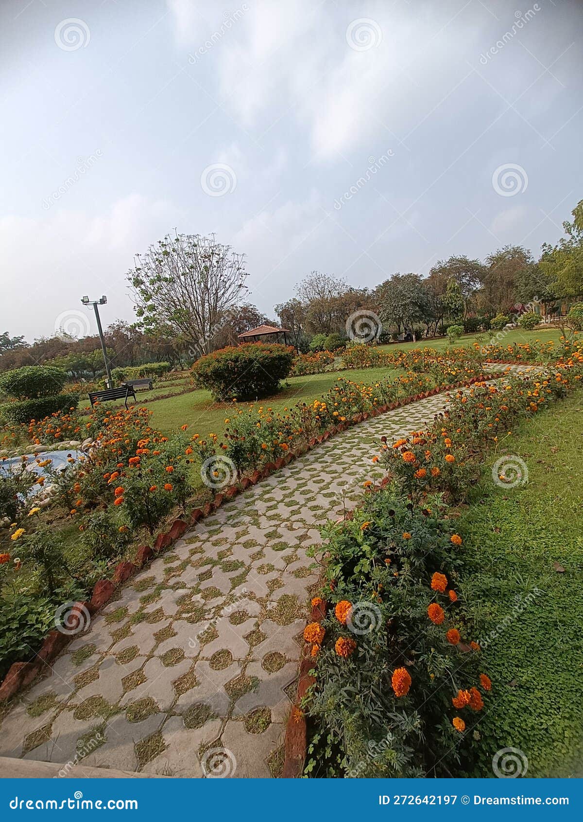 Flower Greenery Make the Beautiful Environment Stock Image - Image of ...