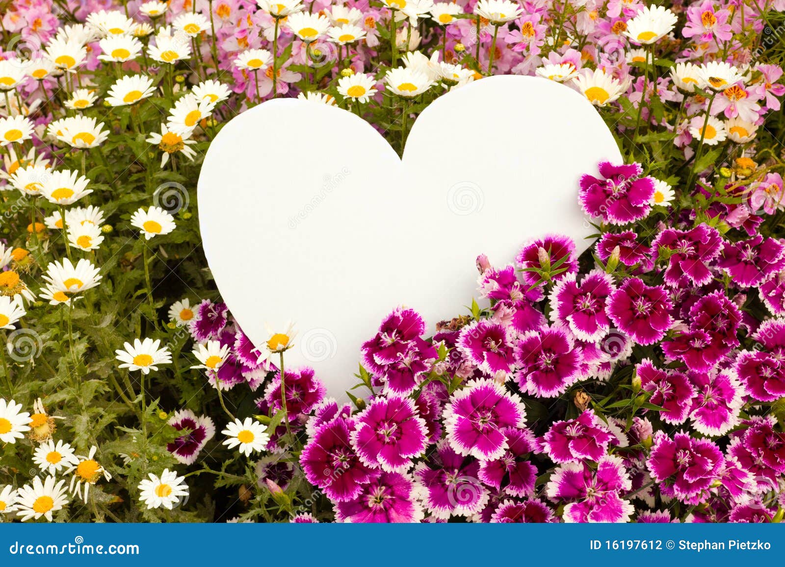 Flower Greetings from Heart Stock Photo - Image of bush, dianthus: 16197612