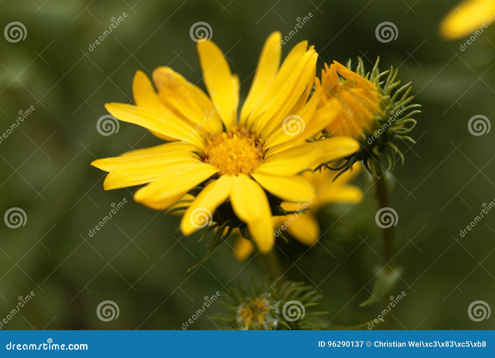 Flower of Grindelia Robusta Stock Image - Image of flora, colorful ...