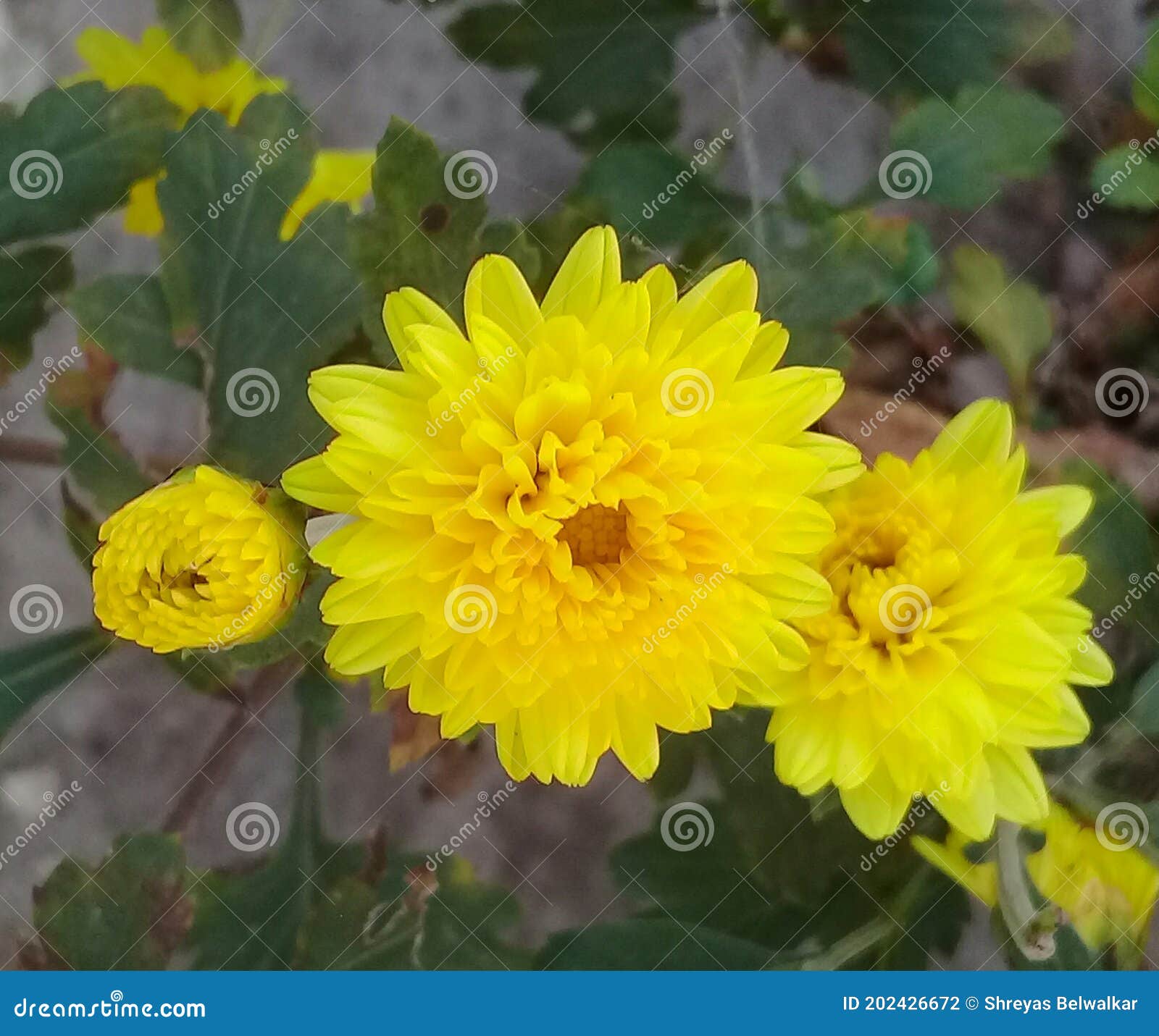 The Grow of Shewanti Flower. Stock Photo - Image of plant, beautiful ...
