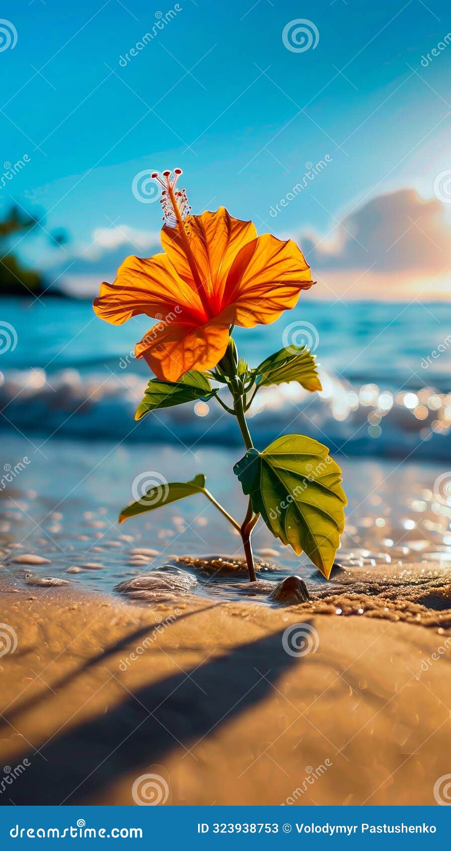 A Flower Growing on the Beach at Sunset Stock Image - Image of yellow ...