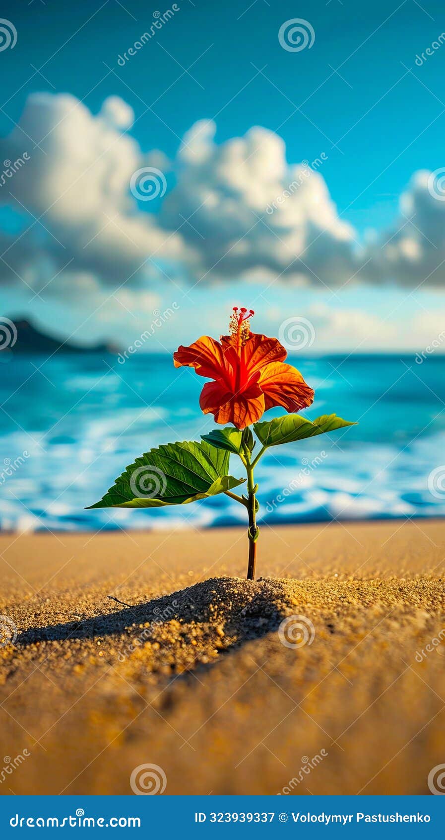 A Flower Growing Out of the Sand on a Beach Stock Image - Image of ...