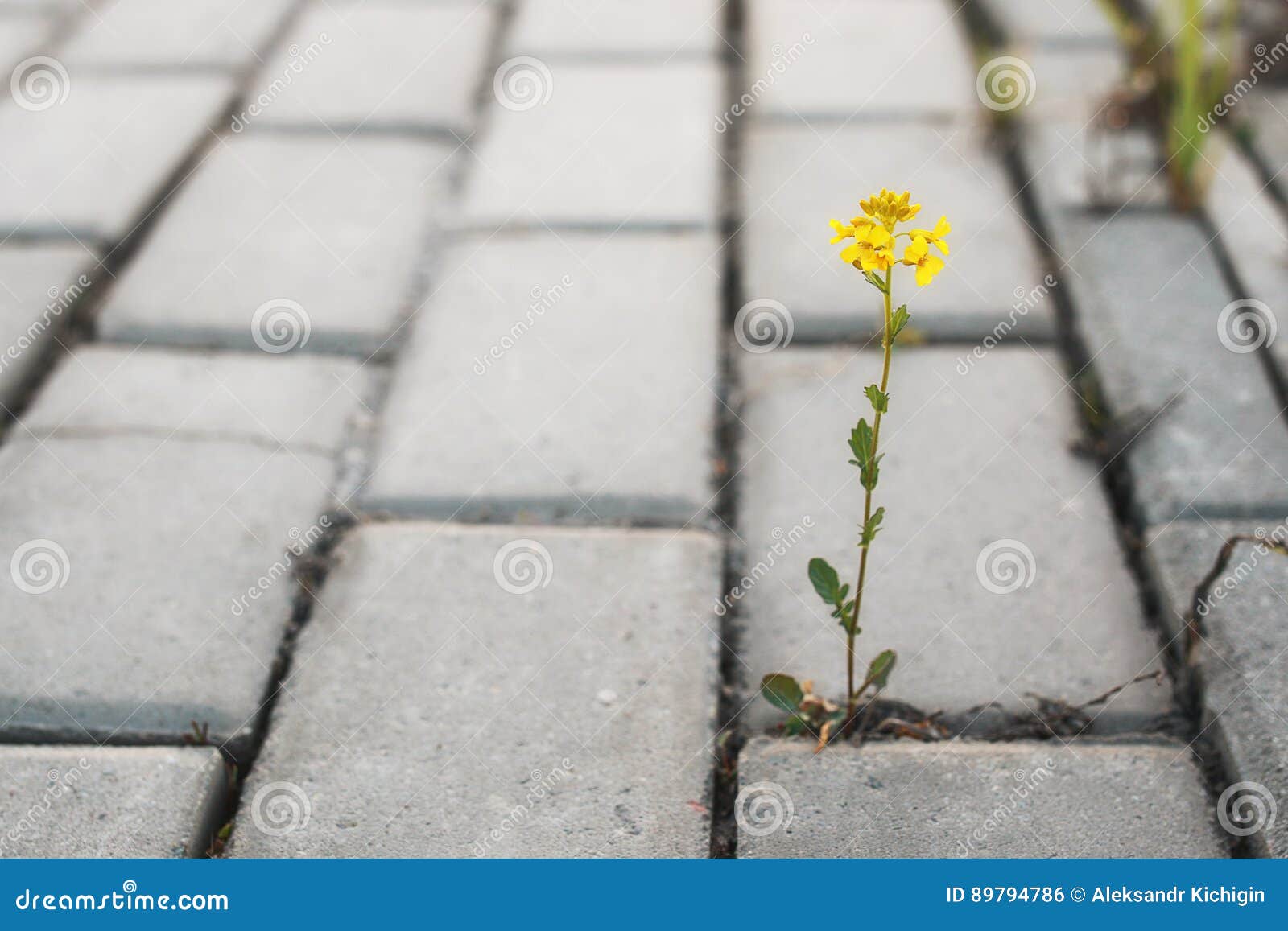 Flower Growing through the Paving Stone at Sunset Stock Photo - Image ...
