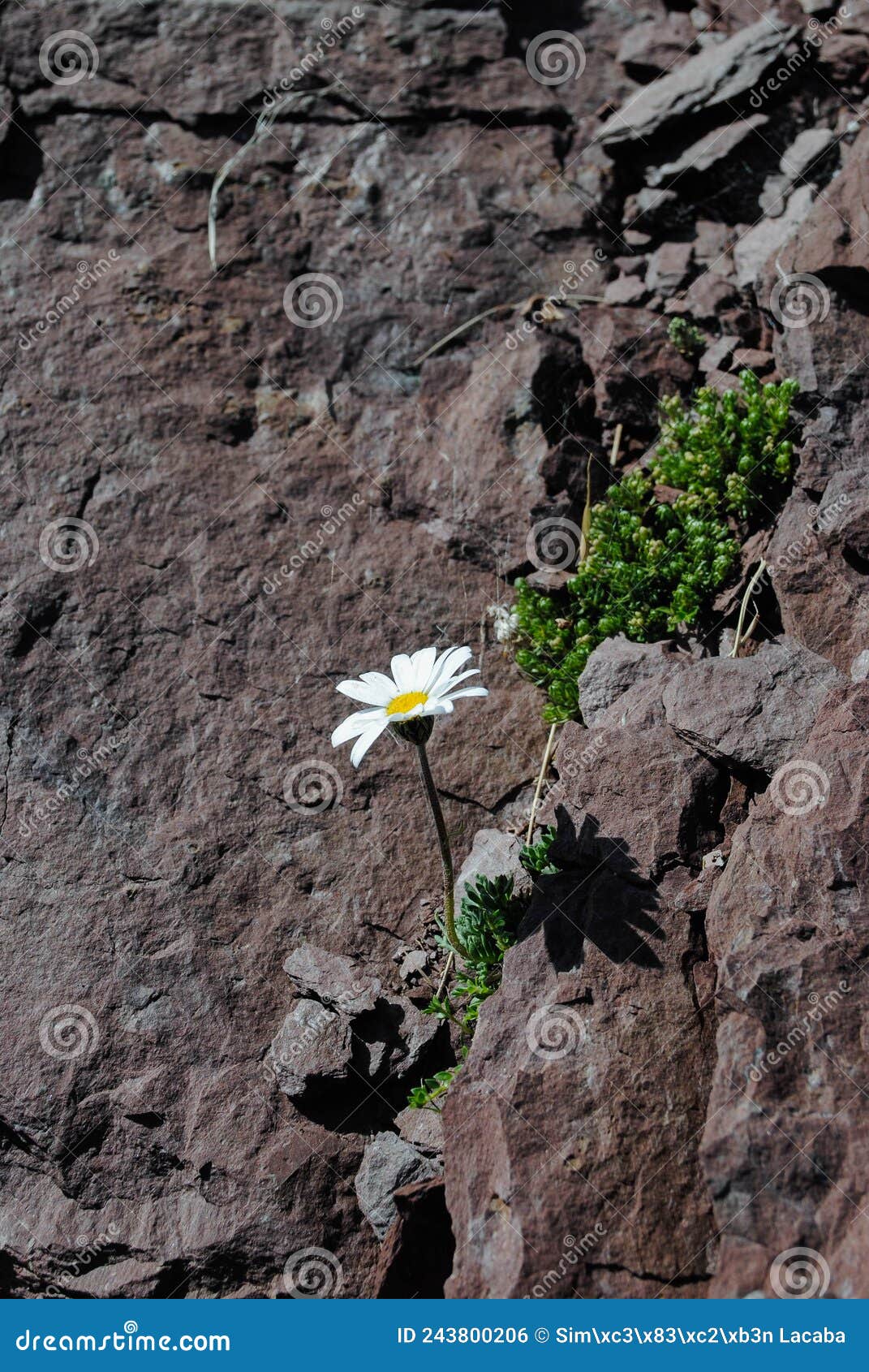 Flower Growing among the Rocks Stock Photo - Image of nature, living ...
