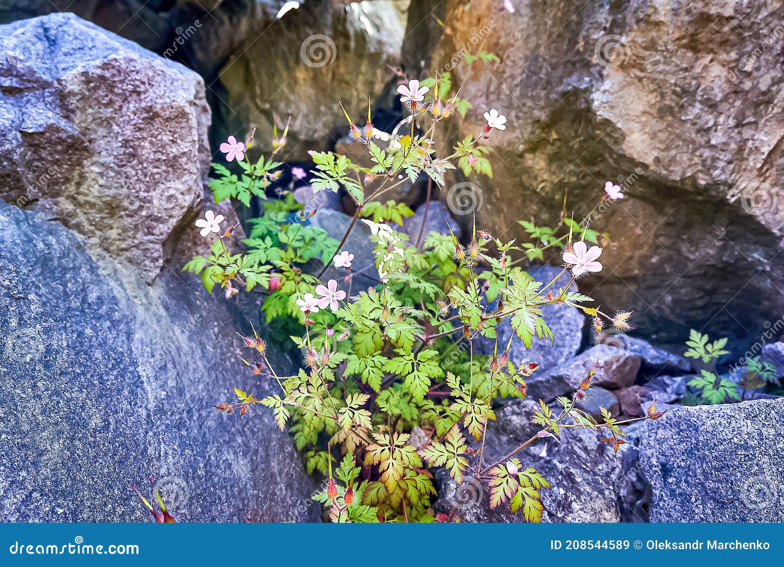 A Flower Growing among Stones. Stock Image - Image of stones, rock ...