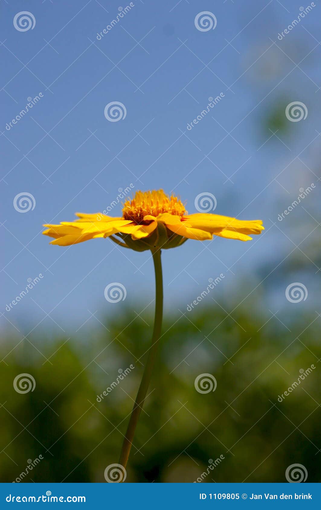 Flower growing in the sun stock image. Image of gerber - 1109805