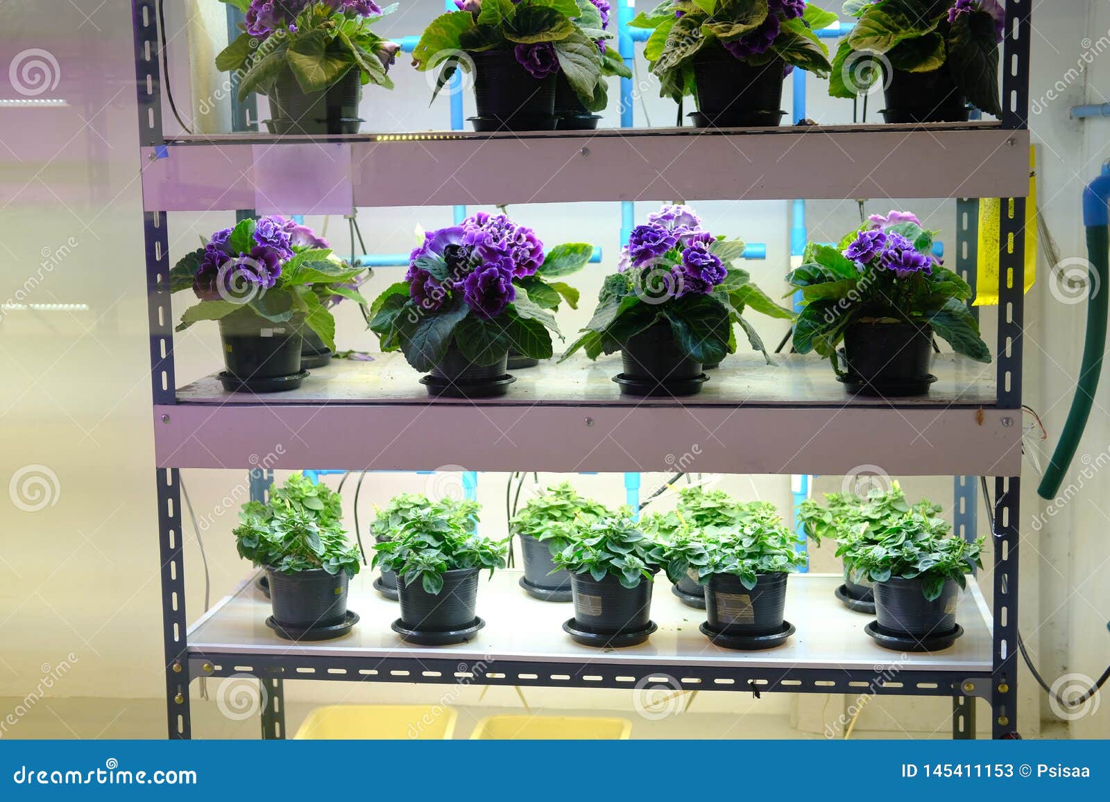 Flower Growing in Temperature Control System with Artificial Light ...