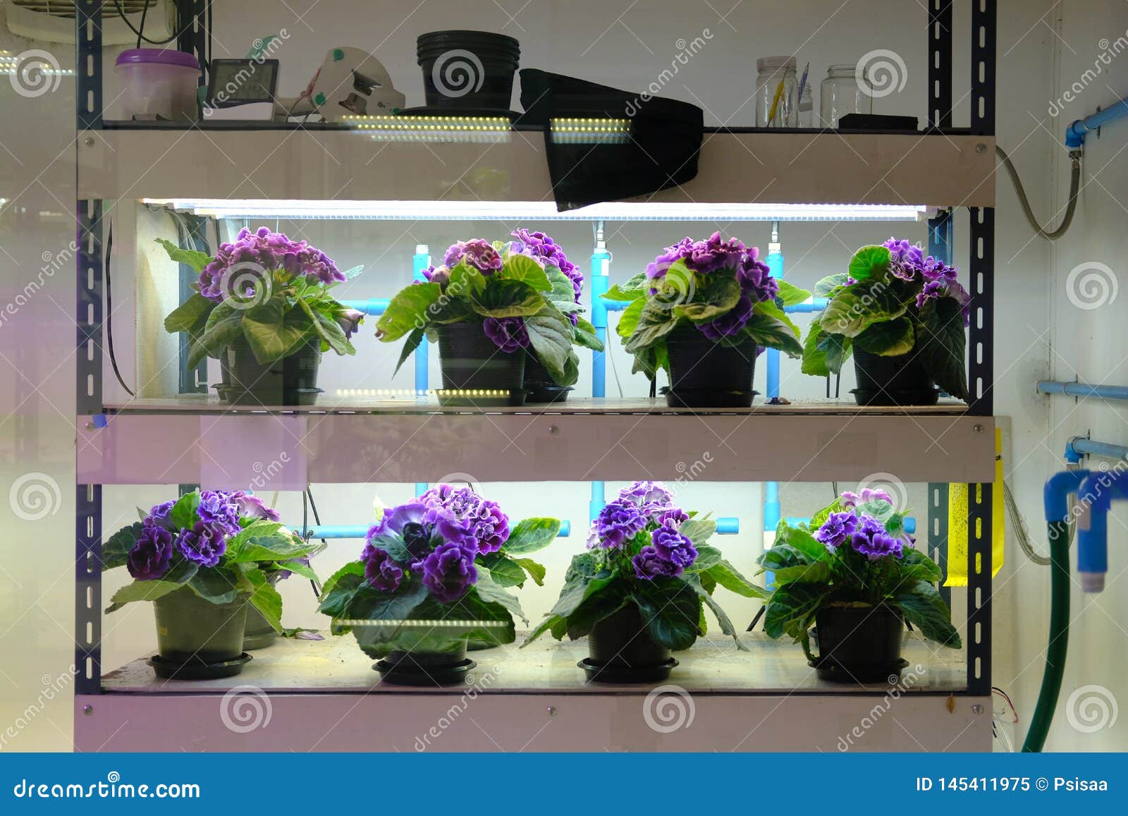 Flower Growing in Temperature Control System with Artificial Light ...