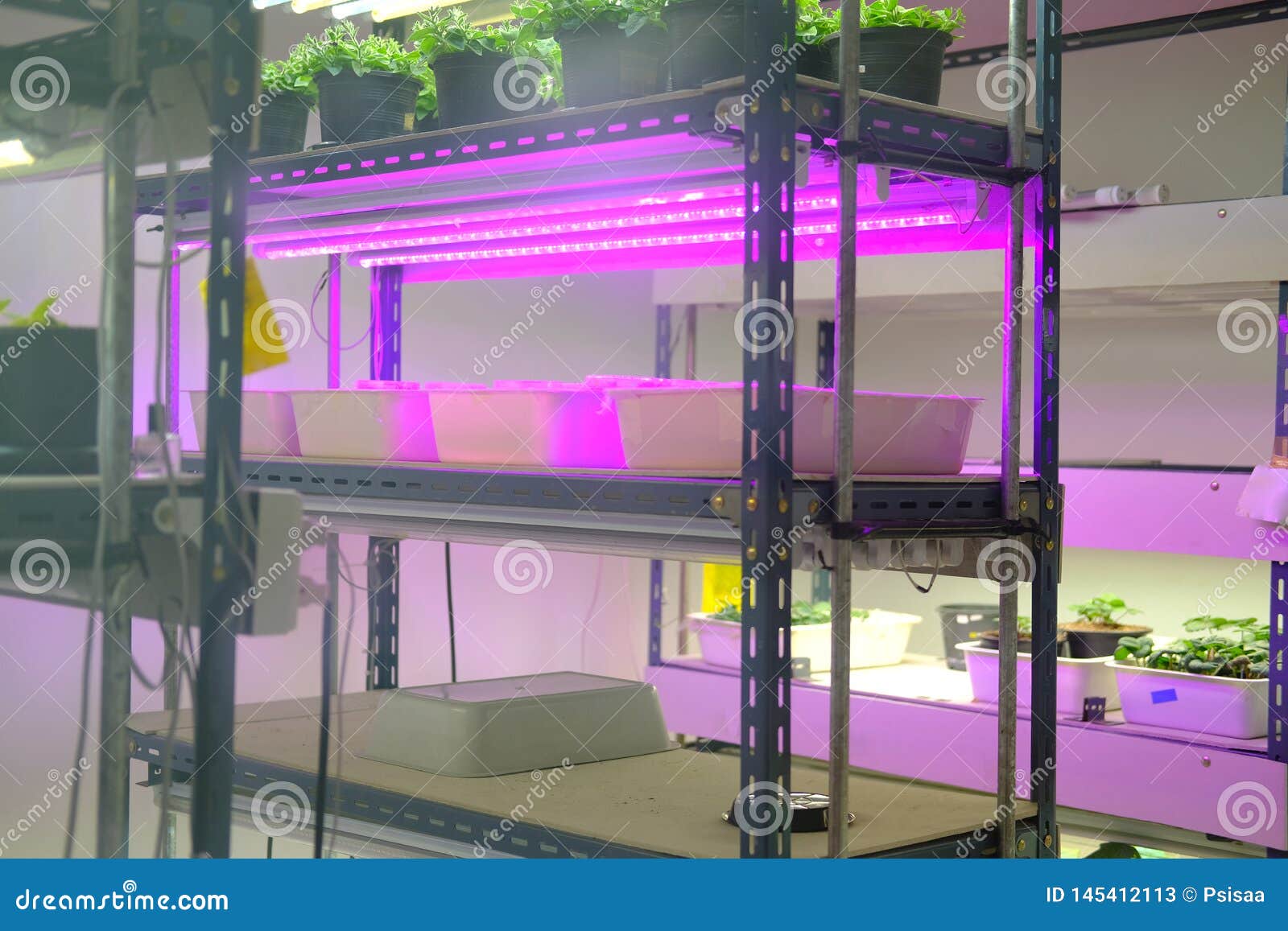 Flower Growing in Temperature Control System with Artificial Light ...