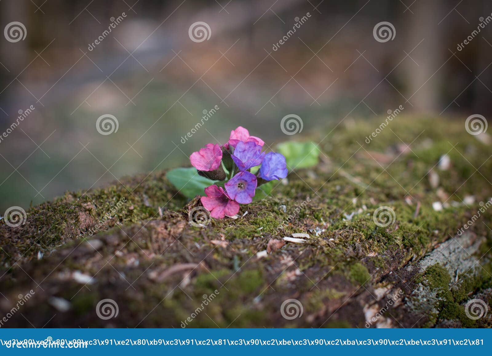A Flower Growing on a Tree with Moss. Stock Photo - Image of spring ...