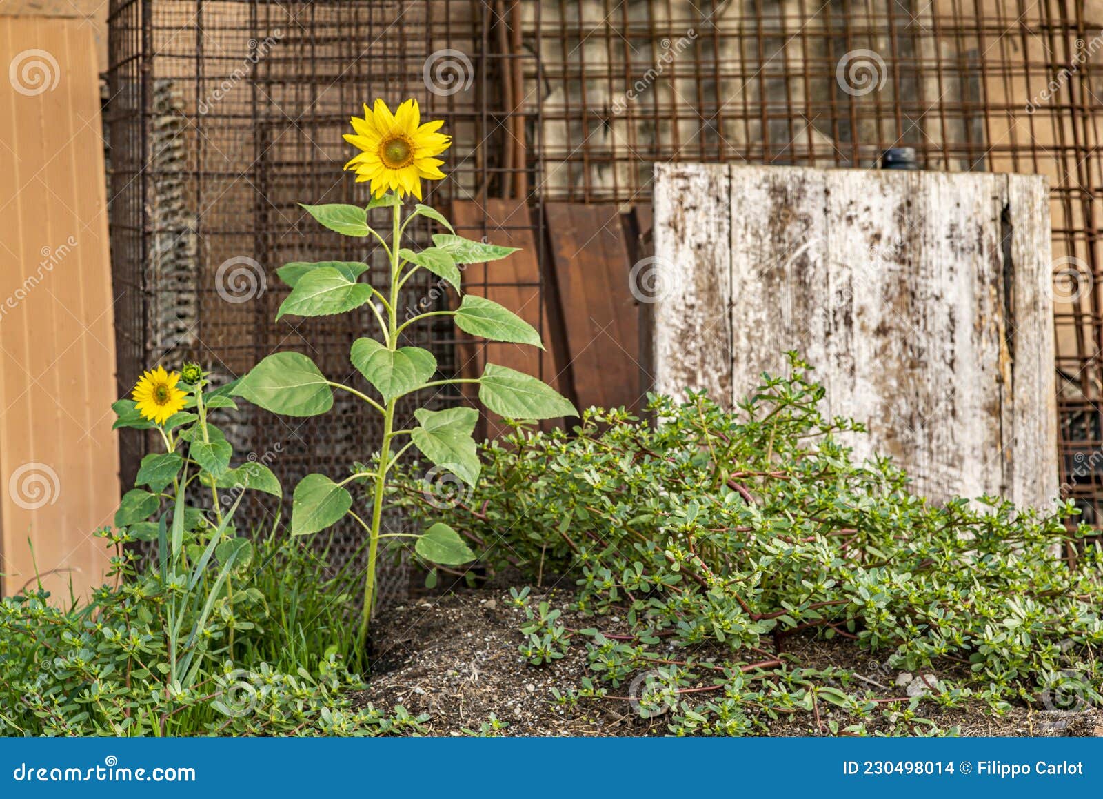 Flower Grows Abandoned Urban Environment 9 Stock Photo - Image of ...