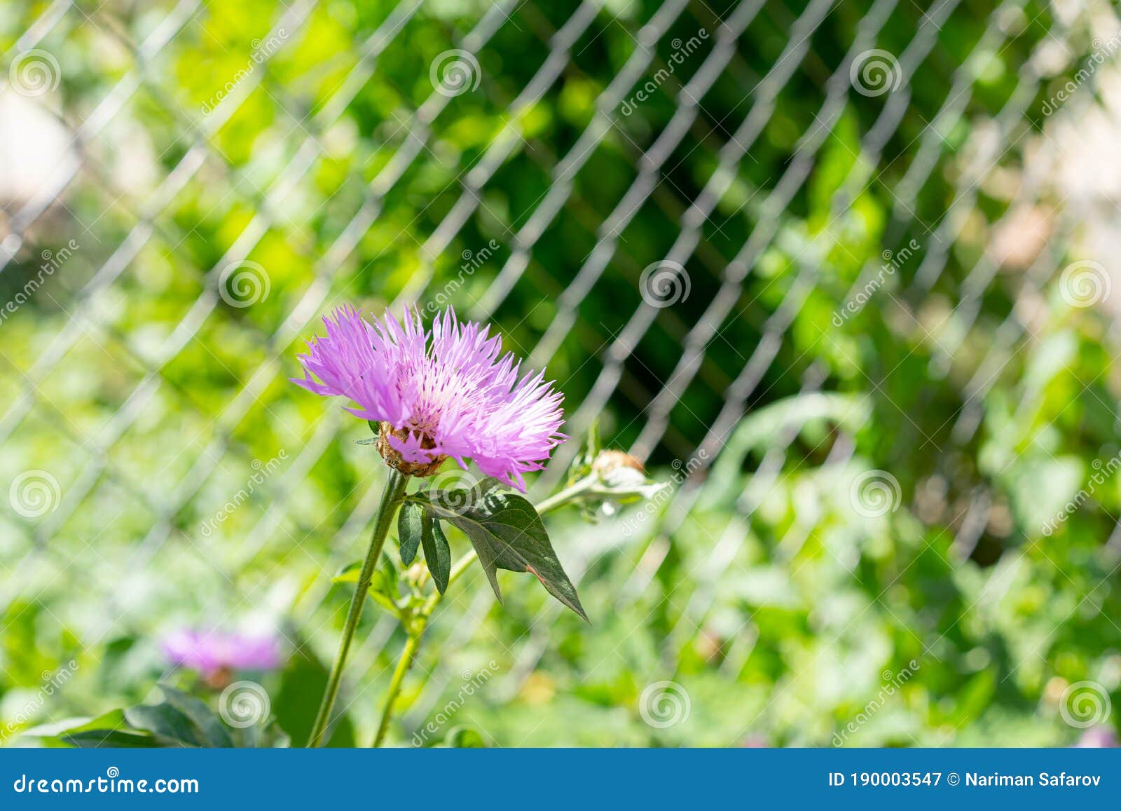Flower Grows on the Background of the Lattice Stock Image - Image of ...