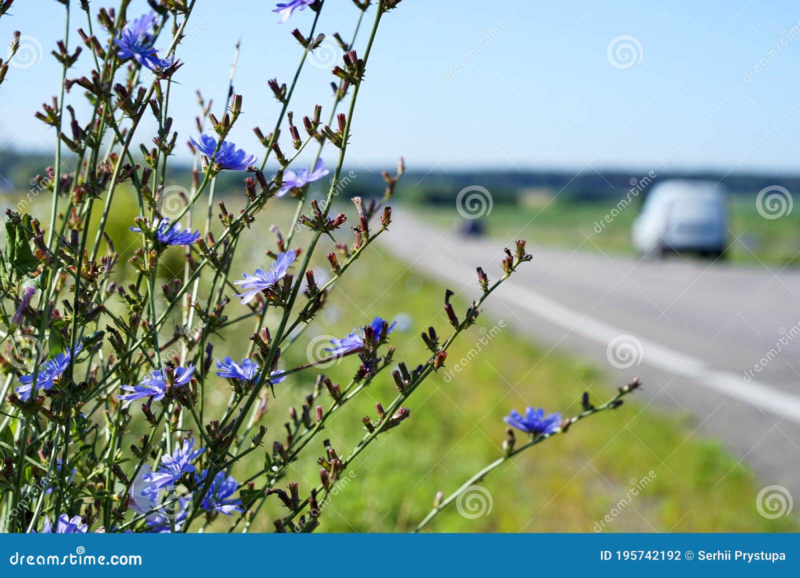 A Flower Grows on the Side of the Highway Stock Photo - Image of flower ...