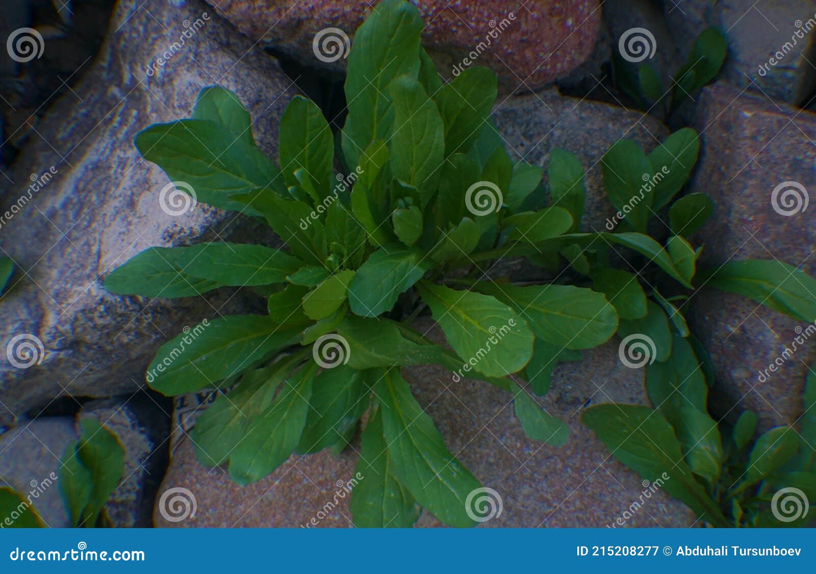A Flower that Grows among the Stones Stock Image - Image of wild ...