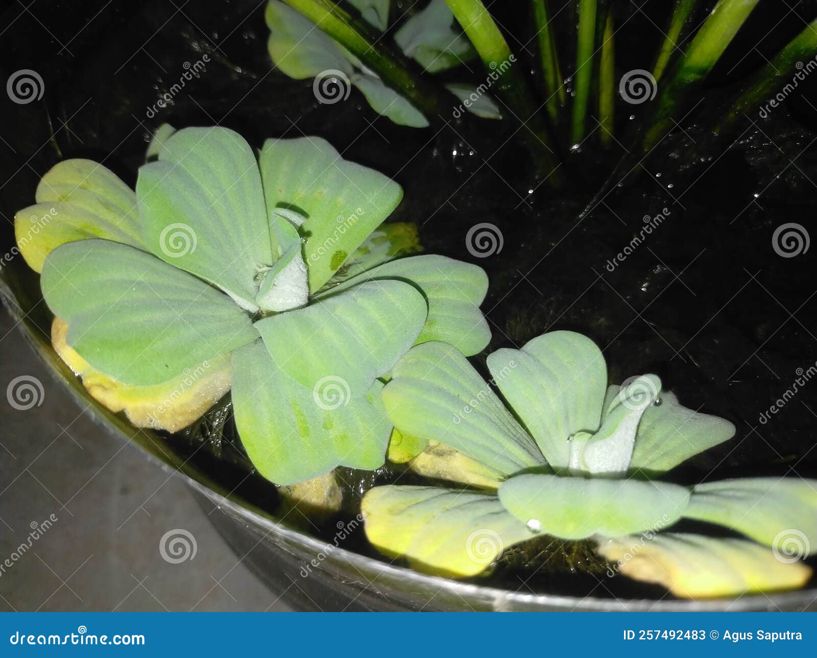 This Flower Grows on the Surface of the Water Photo at Night Stock ...