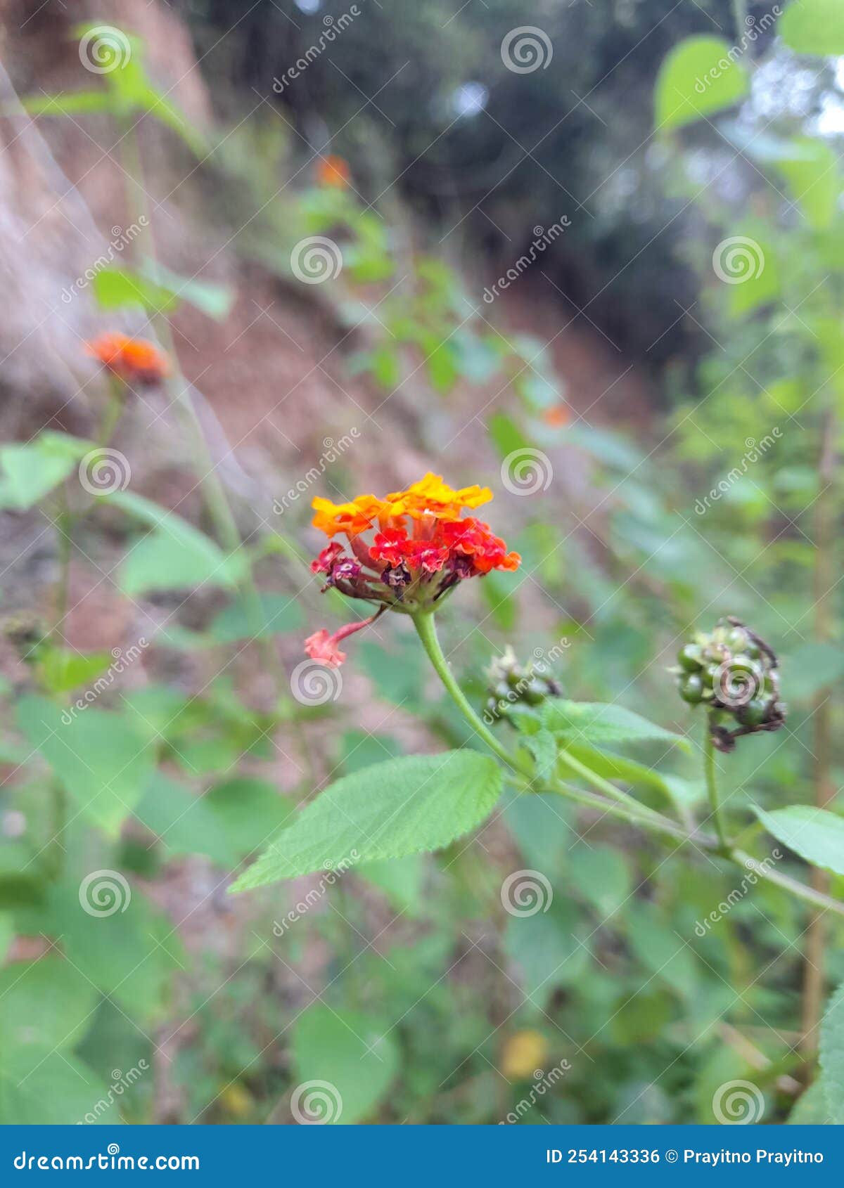 Wilde flowers stock photo. Image of light, cool, flowers - 254143336