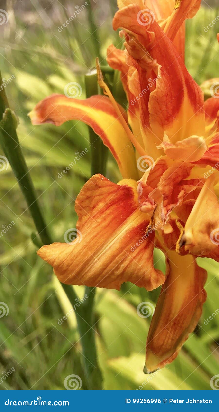 Orange flowers stock photo. Image of minnesota, wild - 99256996