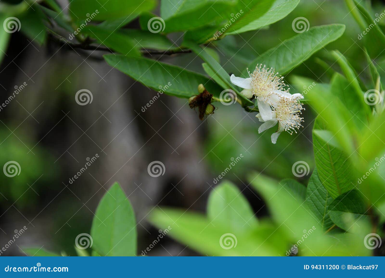 Flower of guava tree stock photo. Image of tree, health - 94311200