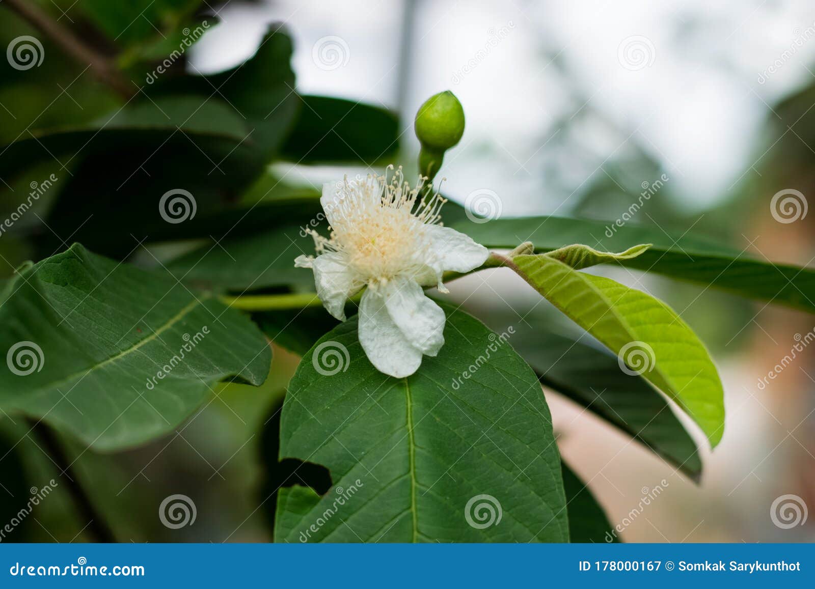 Flower guava on tree stock image. Image of detail, juicy - 178000167