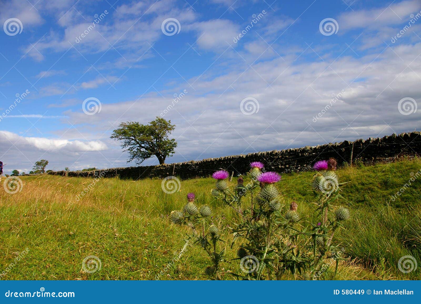 Flower on Hadrian s wall stock image. Image of ruins, grass - 580449