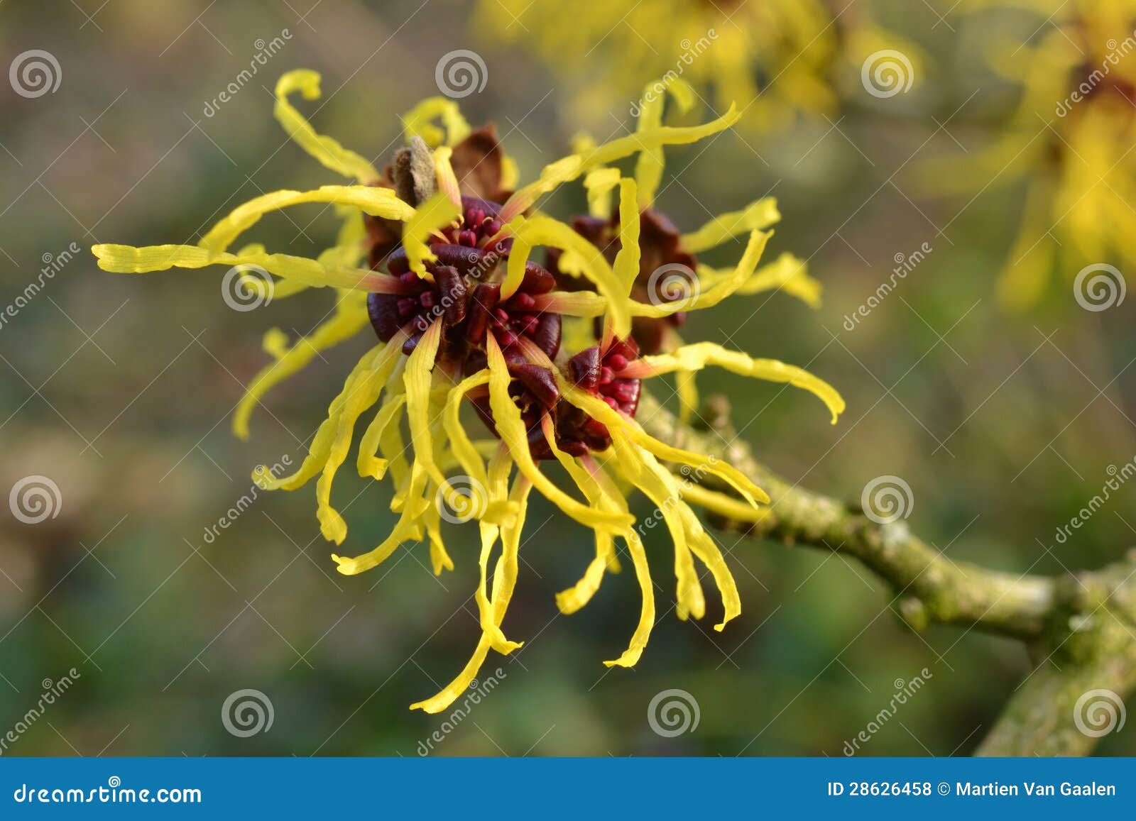 Flower of the Hamamelis. stock photo. Image of solitary - 28626458
