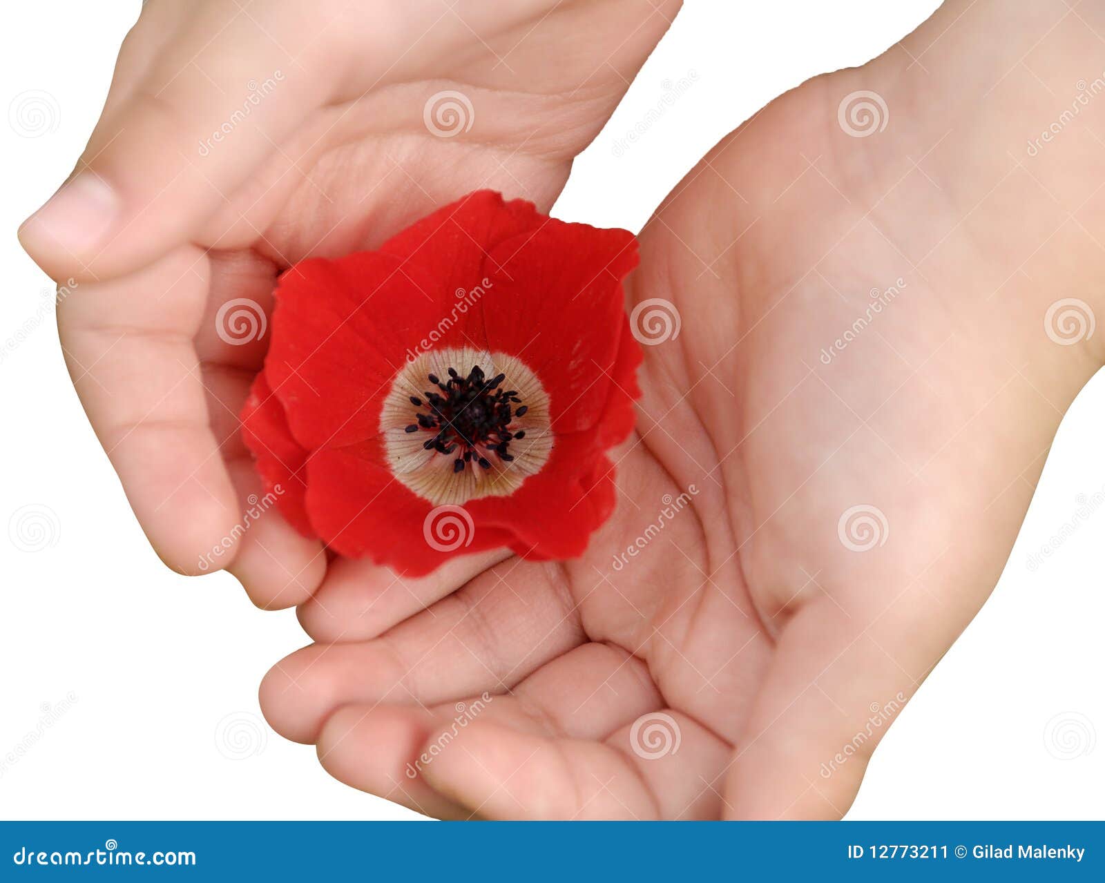 Flower hand stock image. Image of fingers, petal, coronaria - 12773211