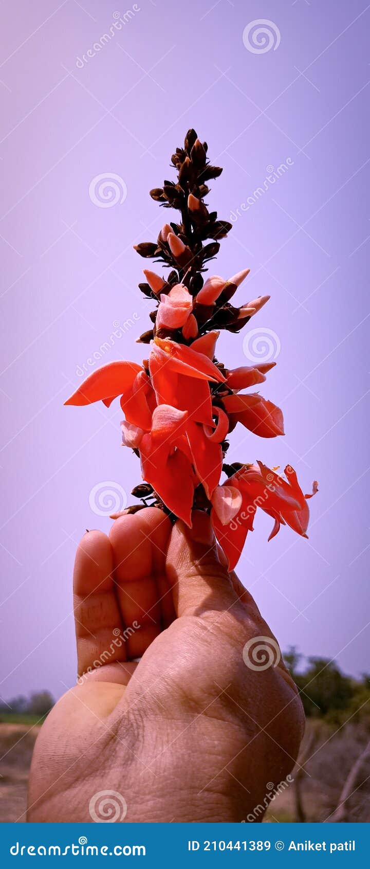 The flower in hand stock image. Image of hand, flowerhand - 210441389