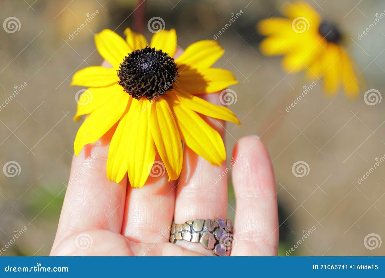 Flower in hand stock image. Image of female, give, hold - 21066741