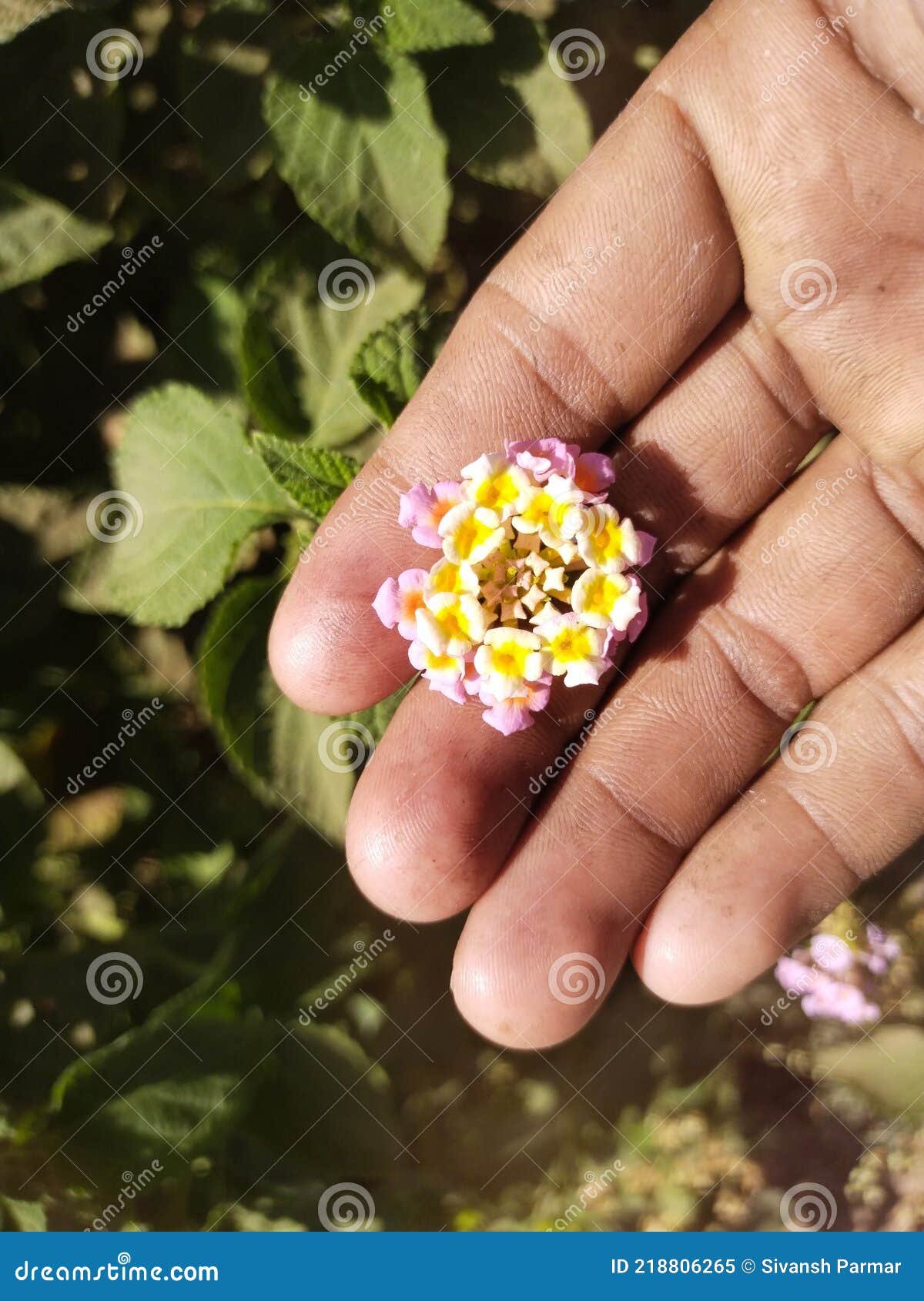 Flower and hand stock image. Image of leaf, produce - 218806265