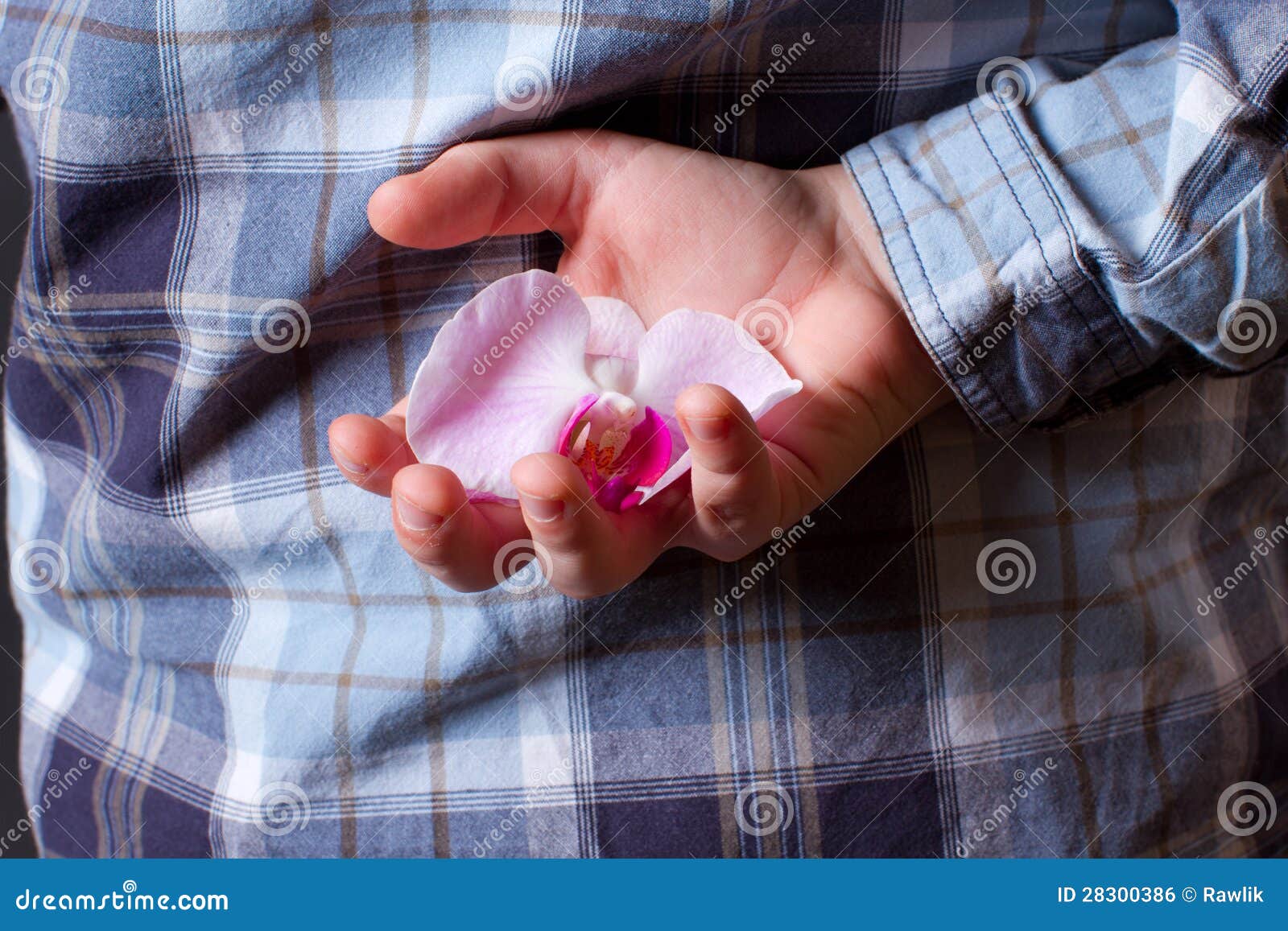 Flower in hand stock photo. Image of phalaenopsis, nature - 28300386