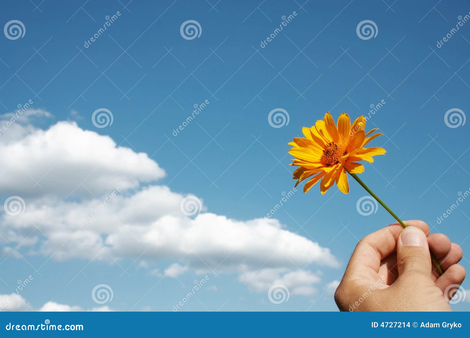 Flower in hand stock photo. Image of blossom, abstract - 4727214