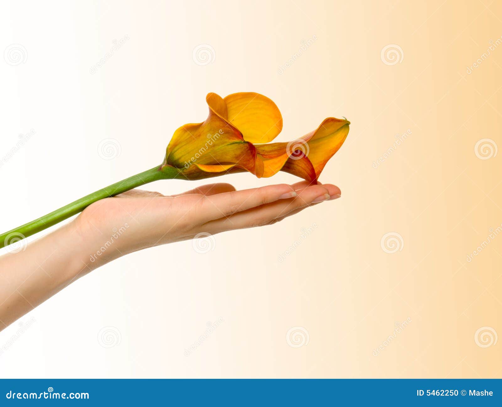 Flower in a hand. stock photo. Image of green, inspiration - 5462250