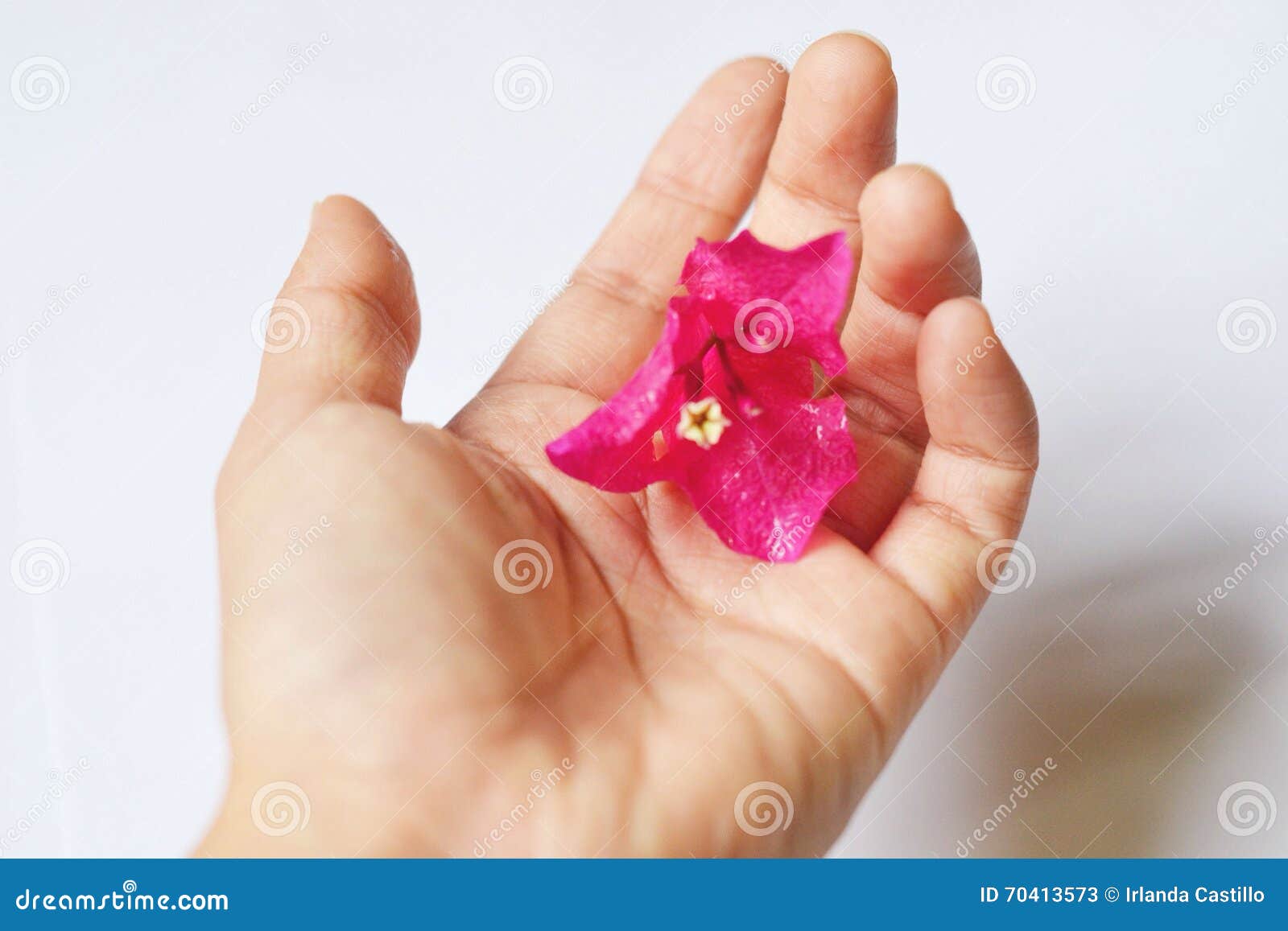 Flower in the hand stock image. Image of garden, outdoor - 70413573