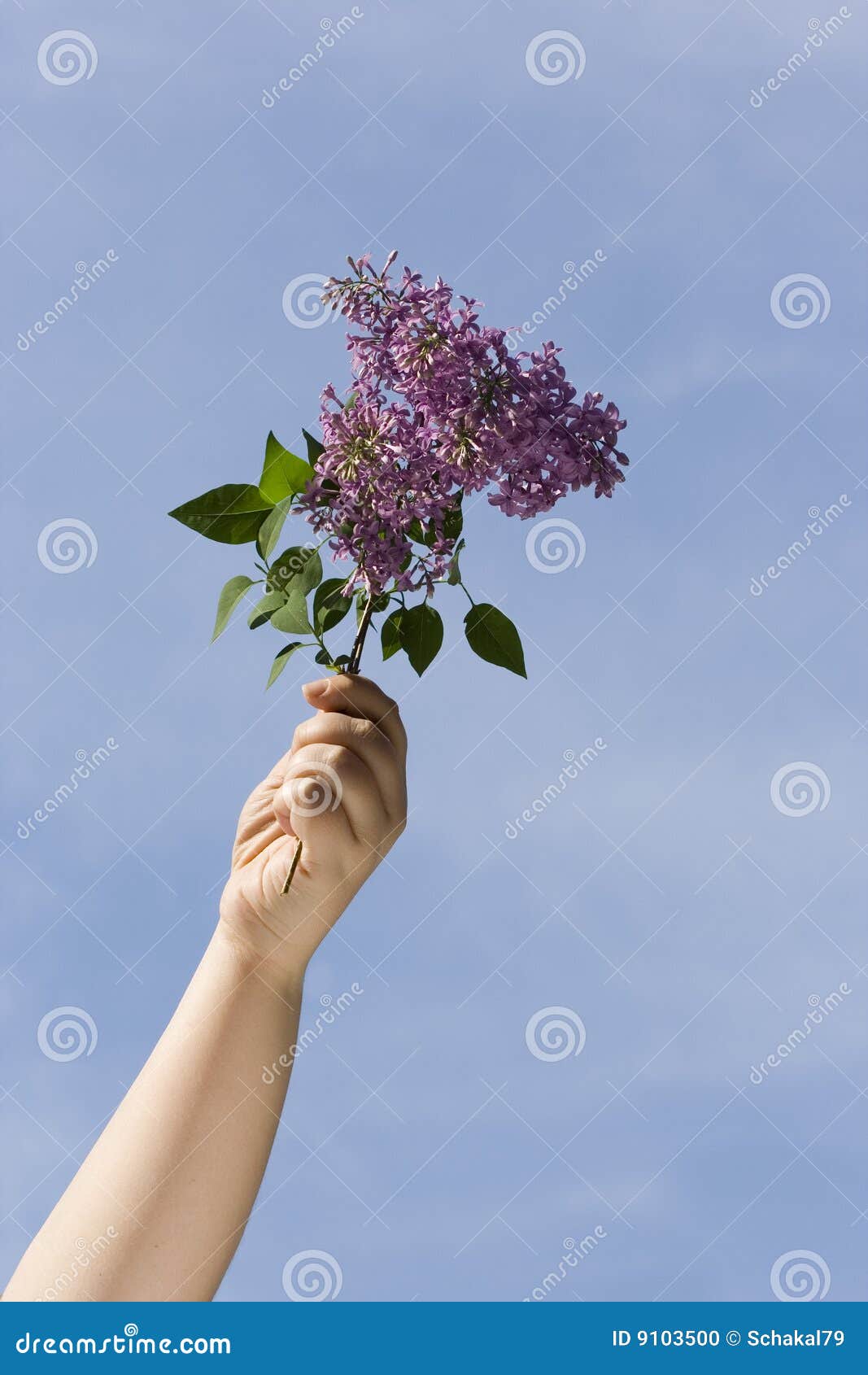 Flower in hand stock photo. Image of aroma, spring, summer - 9103500