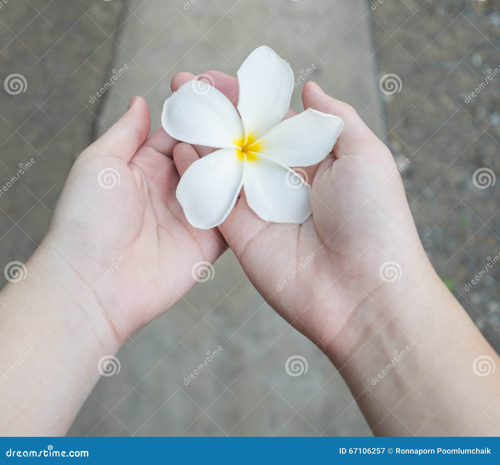 Flower in hand stock image. Image of lovely, fresh, bouquet - 67106257