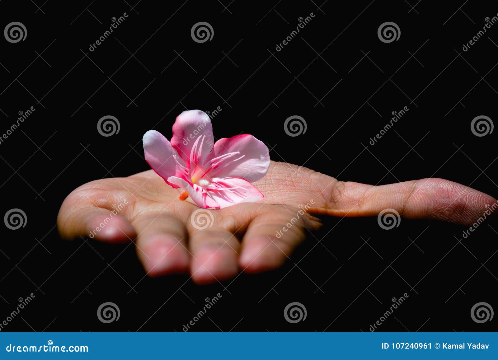 Flower in hand stock image. Image of botanical, hand - 107240961